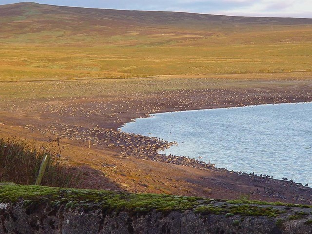 West Water Reservoir Birdwatching Site - BirdGuides