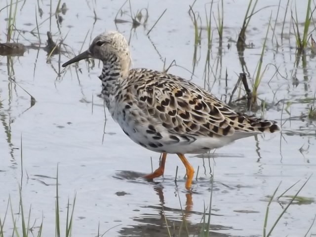 Saltholme RSPB Birdwatching Site - BirdGuides