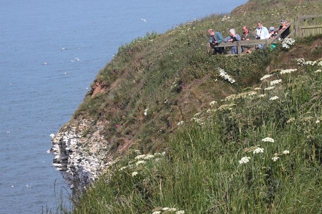 Bempton Cliffs RSPB Birdwatching Site - BirdGuides