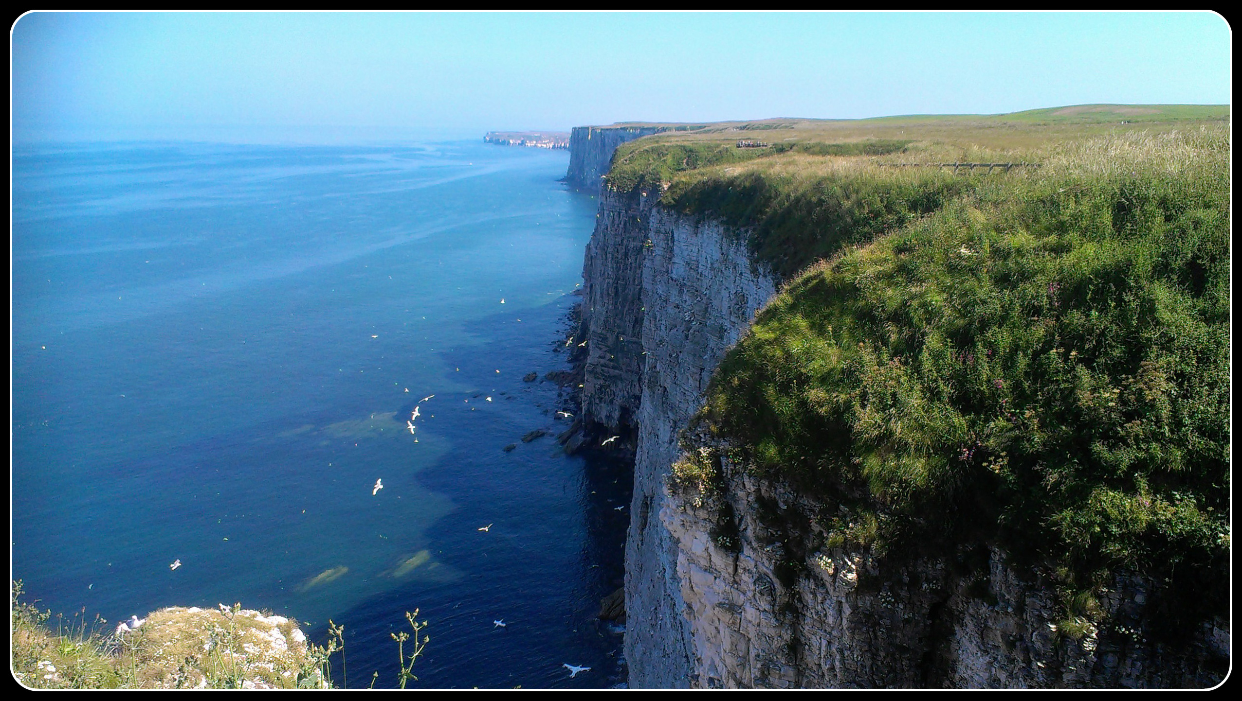Bempton Cliffs RSPB Birdwatching Site - BirdGuides