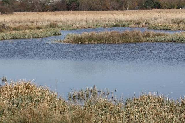 Radipole Lake RSPB Birdwatching Site - BirdGuides