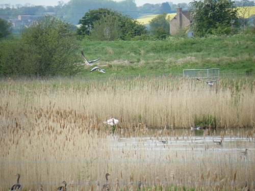 Fiskerton Fen Birdwatching Site - BirdGuides
