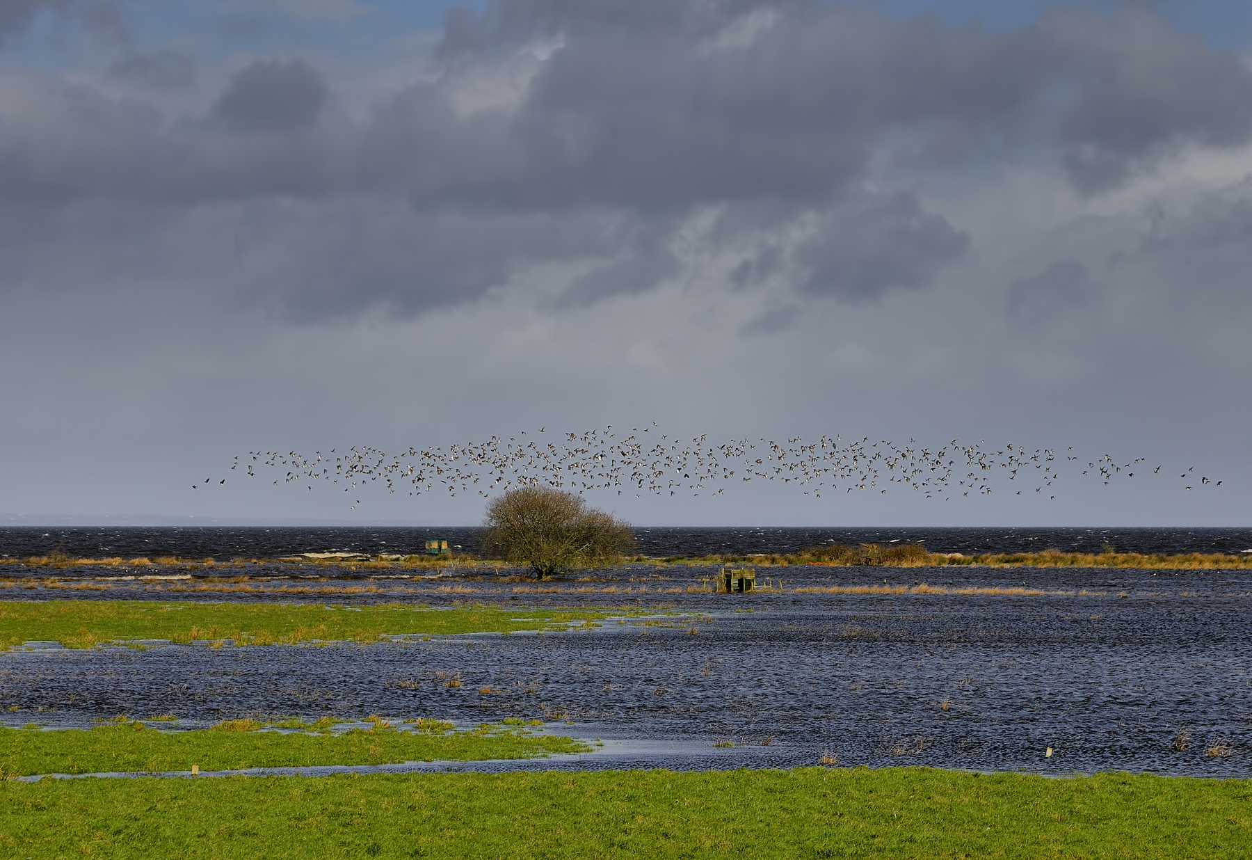 Reedy Flats, Lough Neagh Birdwatching Site - BirdGuides