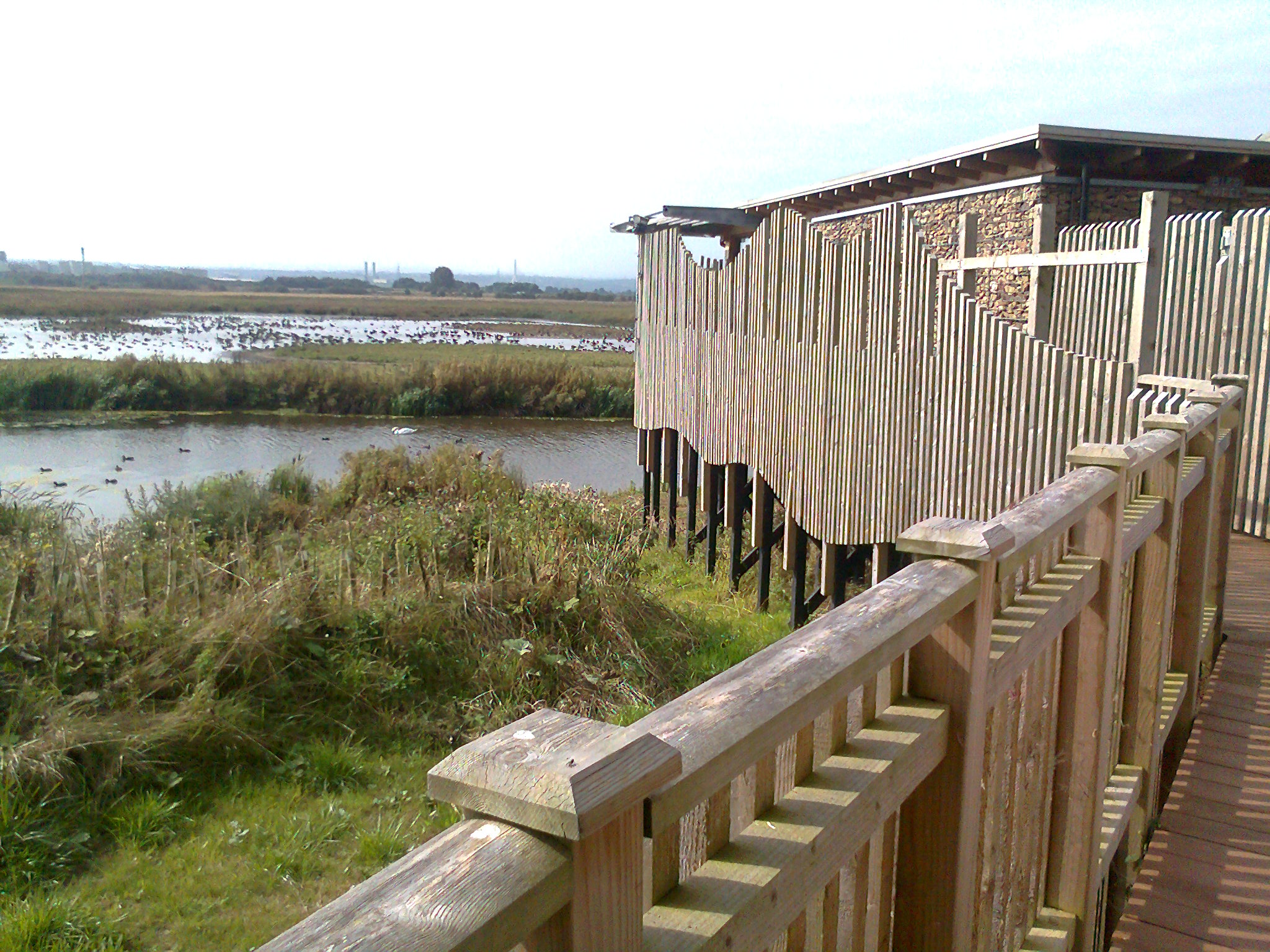 Burton Mere Wetlands RSPB Birdwatching Site - BirdGuides