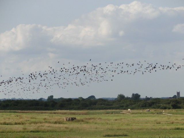 Otmoor RSPB Birdwatching Site - BirdGuides