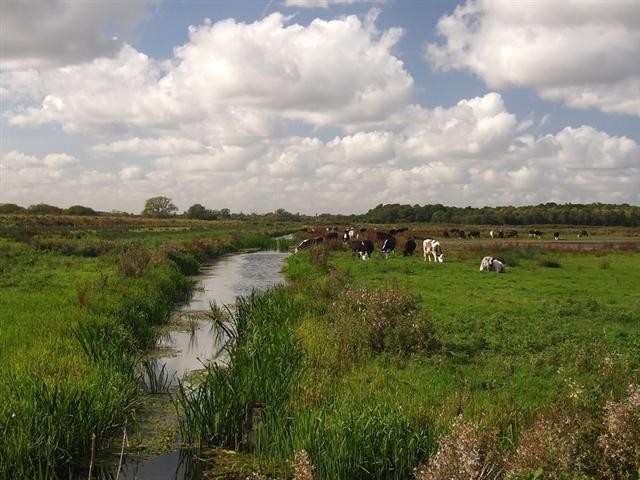 Buckenham Marshes RSPB Birdwatching Site - BirdGuides
