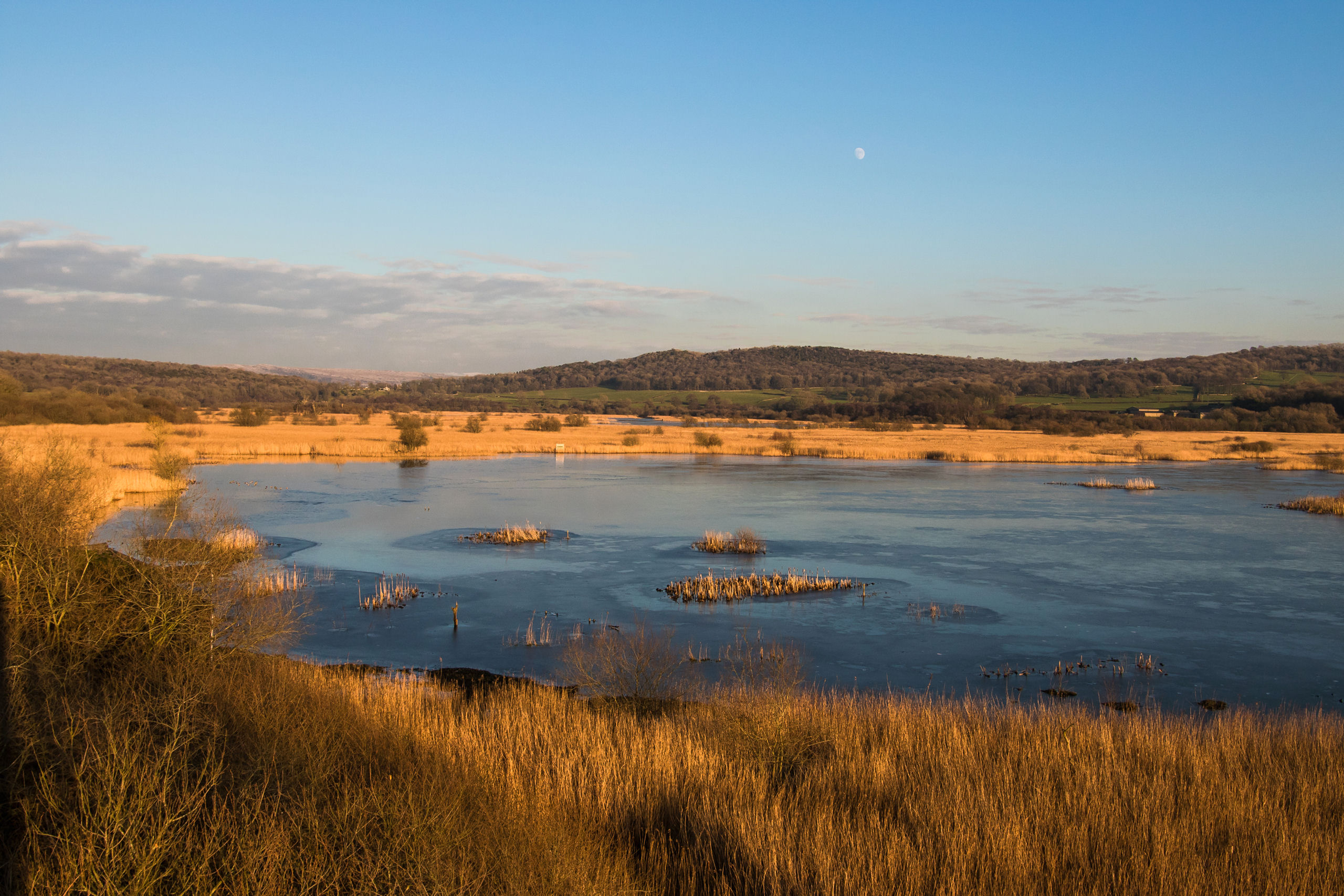 Leighton Moss RSPB Birdwatching Site - BirdGuides