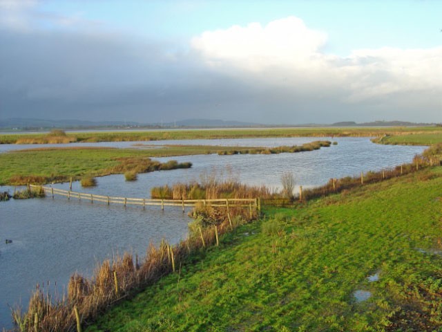 Slimbridge WWT Birdwatching Site - BirdGuides