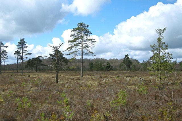 Scaleby Moss Birdwatching Site - BirdGuides