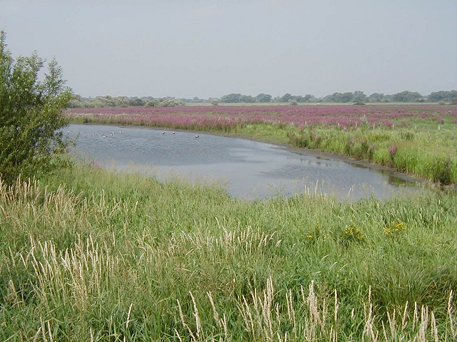 Wheldrake Ings YWT Birdwatching Site - BirdGuides