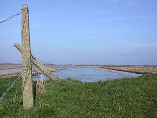 Eldernell Birdwatching Site - BirdGuides