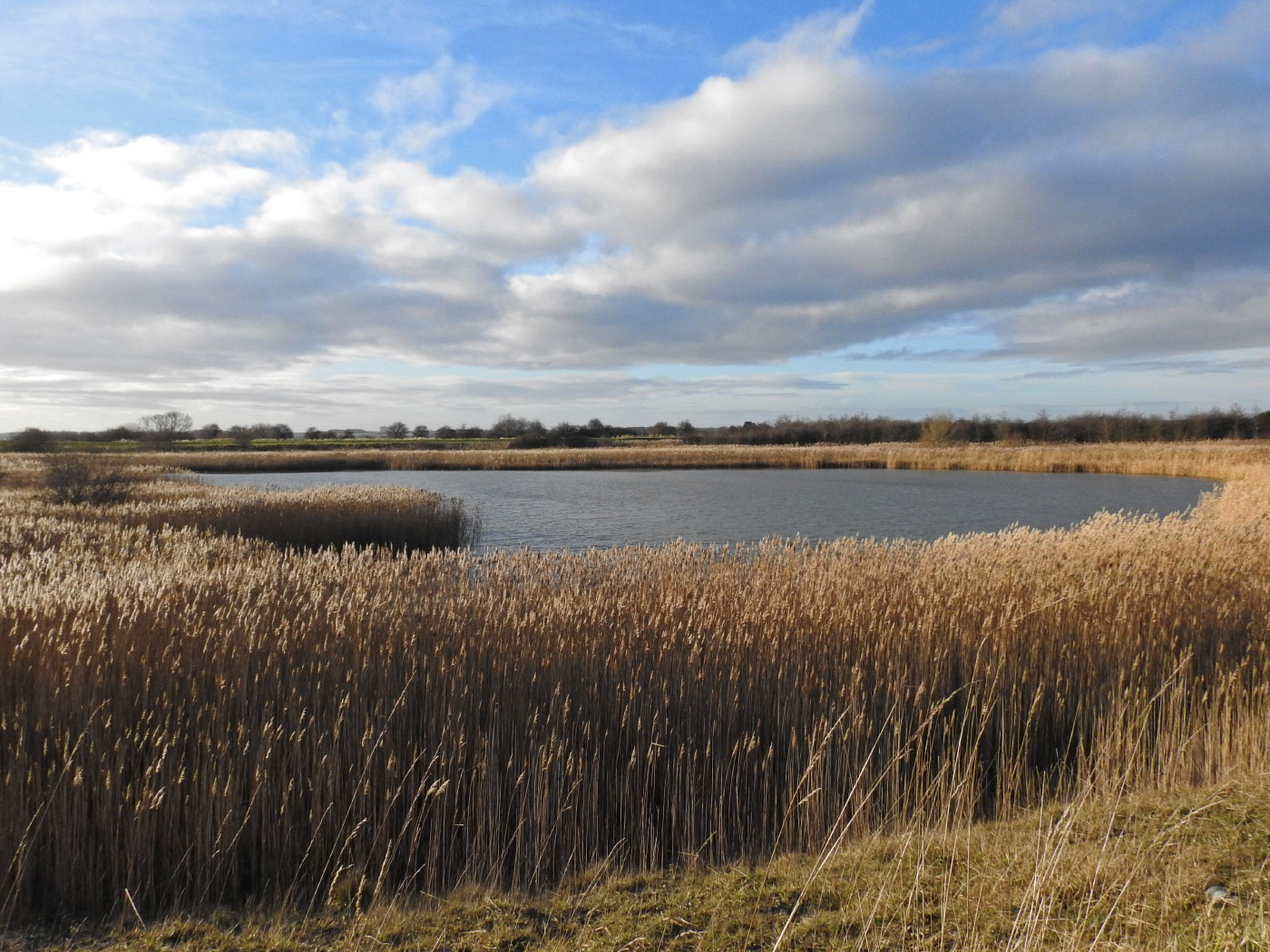 Fiskerton Fen Birdwatching Site - BirdGuides