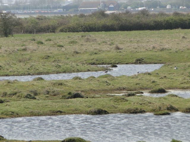 Farlington Marshes HWT Birdwatching Site - BirdGuides