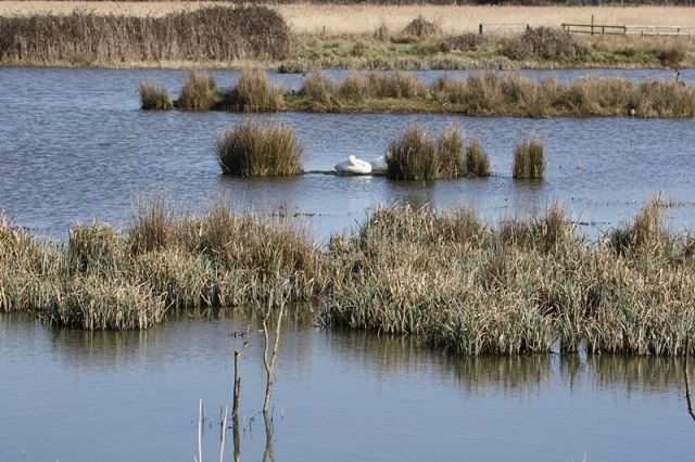 Radipole Lake RSPB Birdwatching Site - BirdGuides