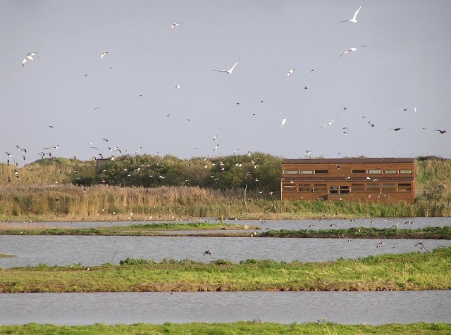 Minsmere RSPB Birdwatching Site - BirdGuides