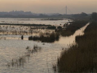 Marshside RSPB Birdwatching Site - BirdGuides
