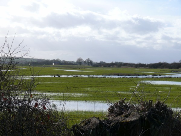 Otmoor RSPB Birdwatching Site - BirdGuides