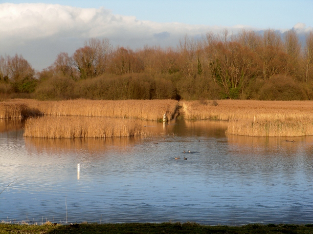 Fowlmere RSPB Birdwatching Site - BirdGuides