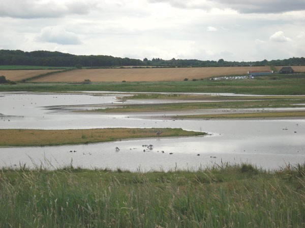 Cley Marshes NWT Birdwatching Site - BirdGuides
