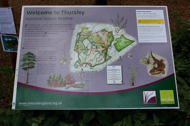 Thursley Common Birdwatching Site - BirdGuides