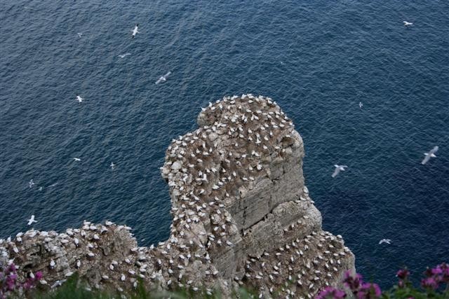Bempton Cliffs RSPB Birdwatching Site - BirdGuides
