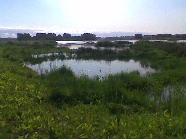 Rutland Water Birdwatching Site - BirdGuides