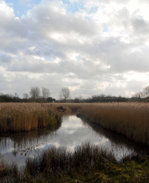 Fowlmere RSPB Birdwatching Site - BirdGuides