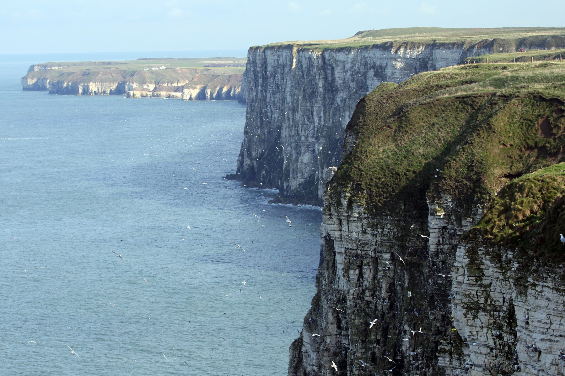 Bempton Cliffs RSPB Birdwatching Site - BirdGuides