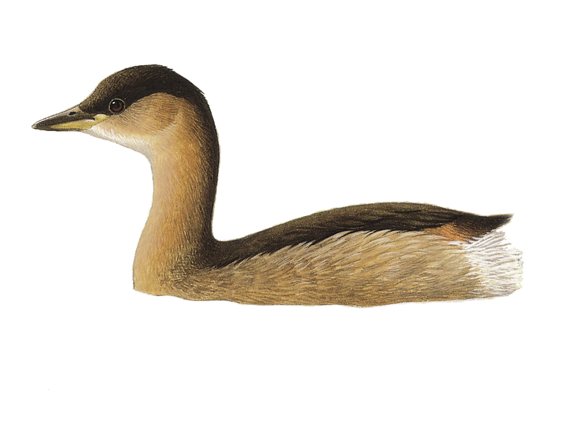 Details : Little Grebe - BirdGuides