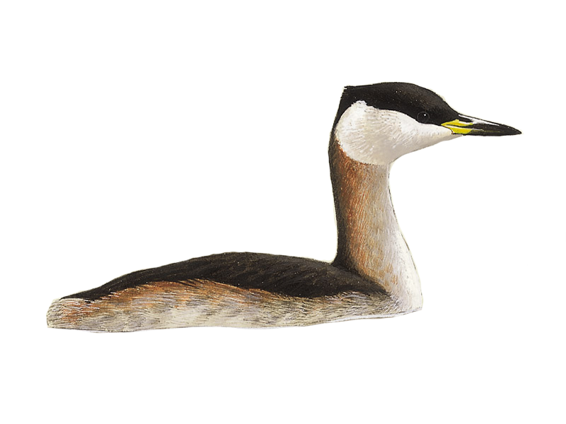Details : Red-necked Grebe - BirdGuides