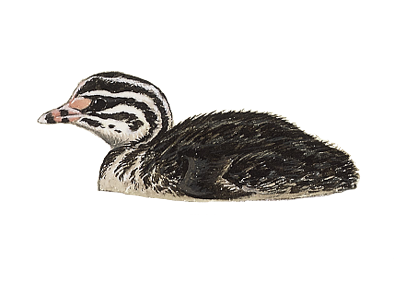 Details : Red-necked Grebe - BirdGuides