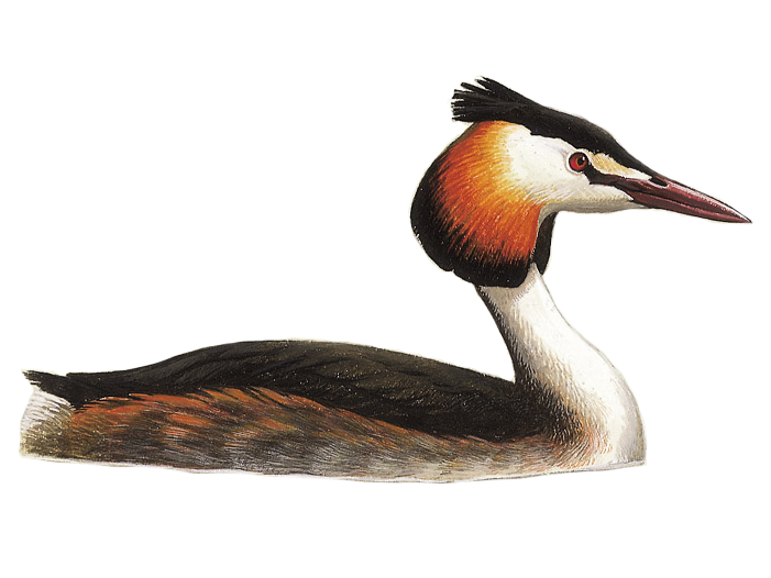 Details : Great Crested Grebe - BirdGuides