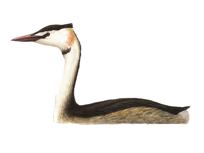 Details : Great Crested Grebe - BirdGuides
