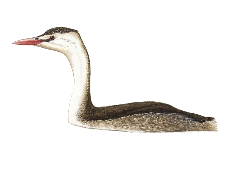 Details : Great Crested Grebe - BirdGuides