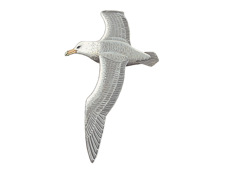Details : Southern Giant Petrel - BirdGuides