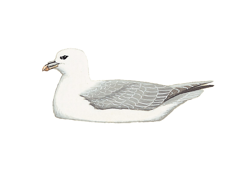 Details : Northern Fulmar - BirdGuides