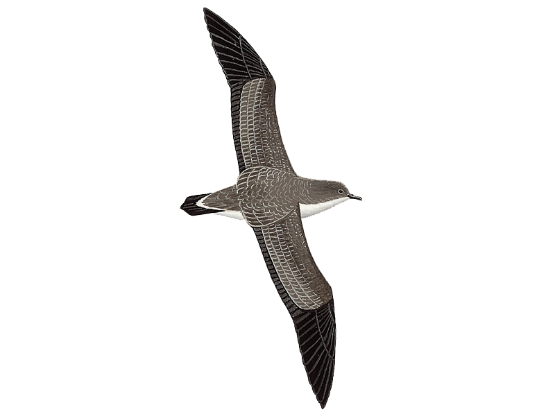 Details : Cape Verde Shearwater - BirdGuides