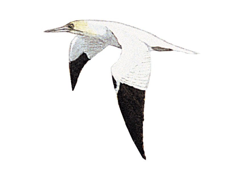 Details : Northern Gannet - BirdGuides