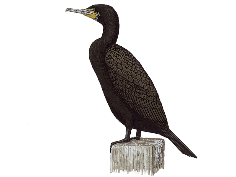 Details : Double-crested Cormorant - BirdGuides
