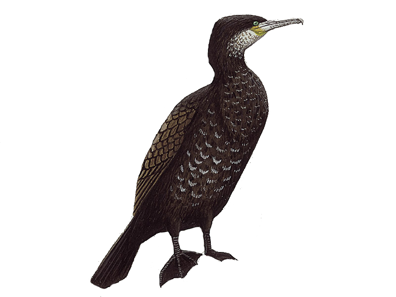 Details : Great Cormorant - BirdGuides