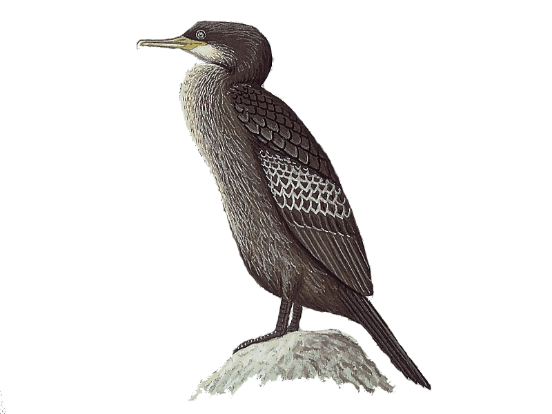 Details : European Shag - BirdGuides