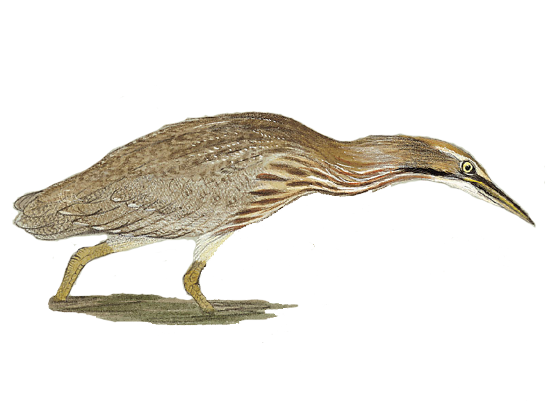 Details : American Bittern - BirdGuides