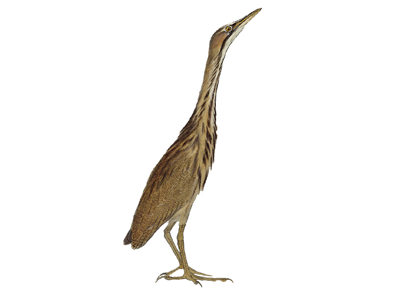 Details : American Bittern - BirdGuides