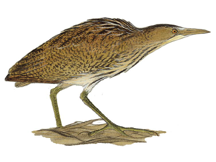 Details : Eurasian Bittern - BirdGuides