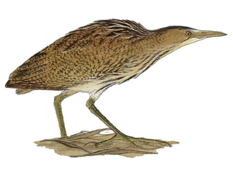 Details : Eurasian Bittern - BirdGuides