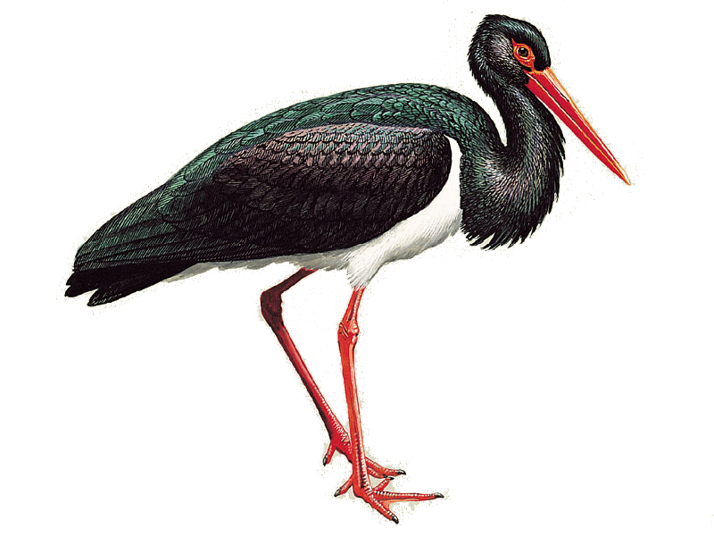 Details : Black Stork - BirdGuides