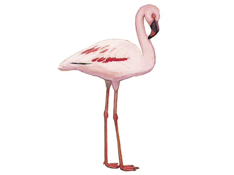 Details : Lesser Flamingo - BirdGuides