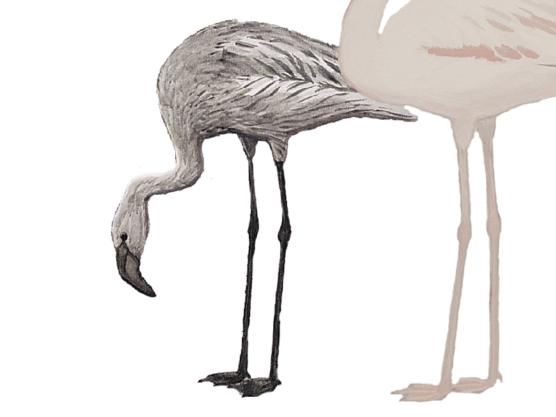 Details : Lesser Flamingo - BirdGuides