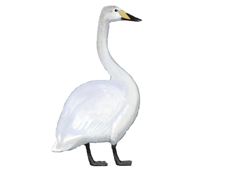 Details : Whooper Swan - BirdGuides