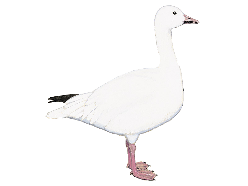 Details : Snow Goose - BirdGuides